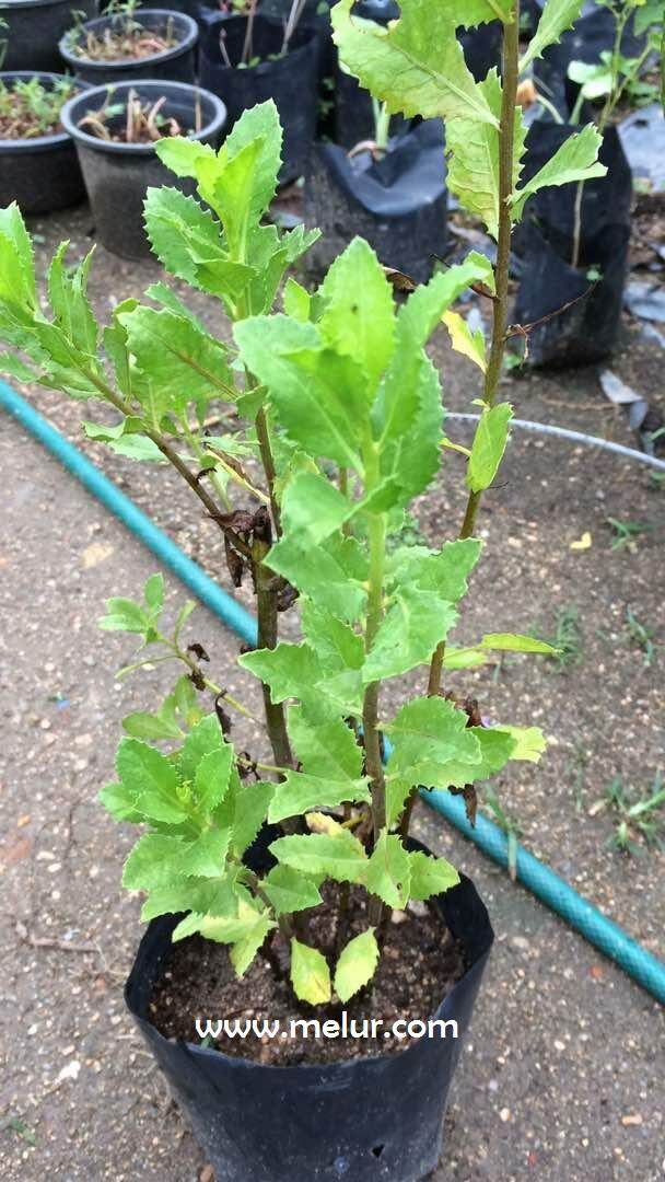 MDC- [ Ulam ] Pokok Beluntas Anak Pokok Tanaman Benih Garden Seed Seeds ...