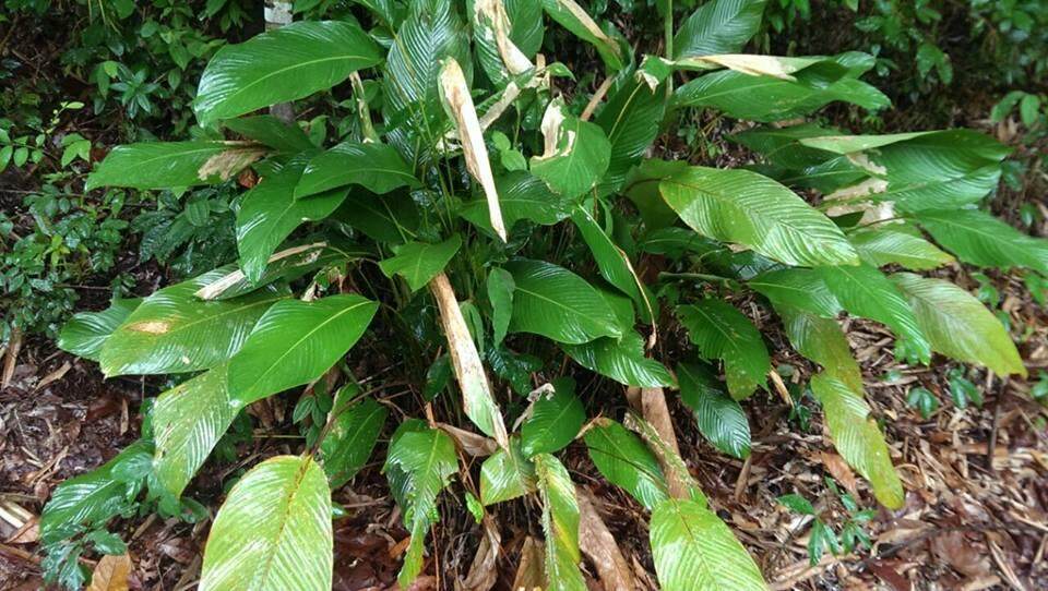 MDC- Pokok lerek Anak Pokok Tanaman Benih Garden Seed Seeds | Lazada