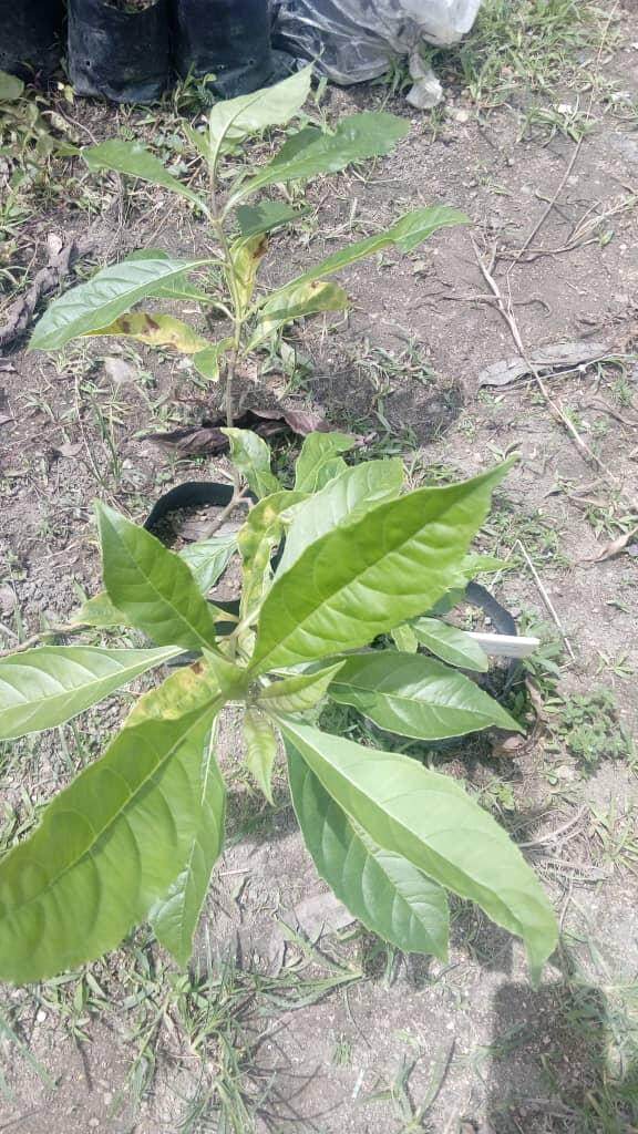 MDC- [ Herba ] ANAK POKOK Timba Tasik / Clerodendrum Serratum / Pokok ...