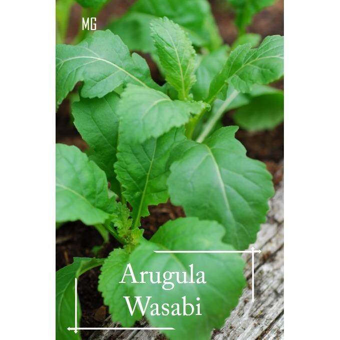 Wasabi Rocket Seeds - 100 Seed *Pot Friendly* Tanam Pasu Sayur Rasa ...