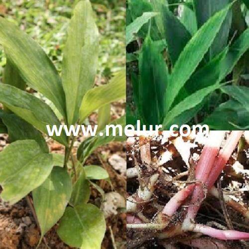 MDC- Ellettariopsis smithiae sapling / Anak Pokok Serai Acheh / Serai ...