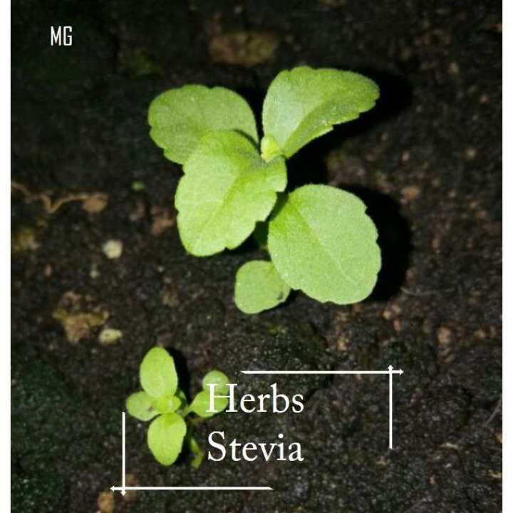 Organic Stevia Seeds - 30 seed: Buy sell online Plant Seeds and Bulbs ...