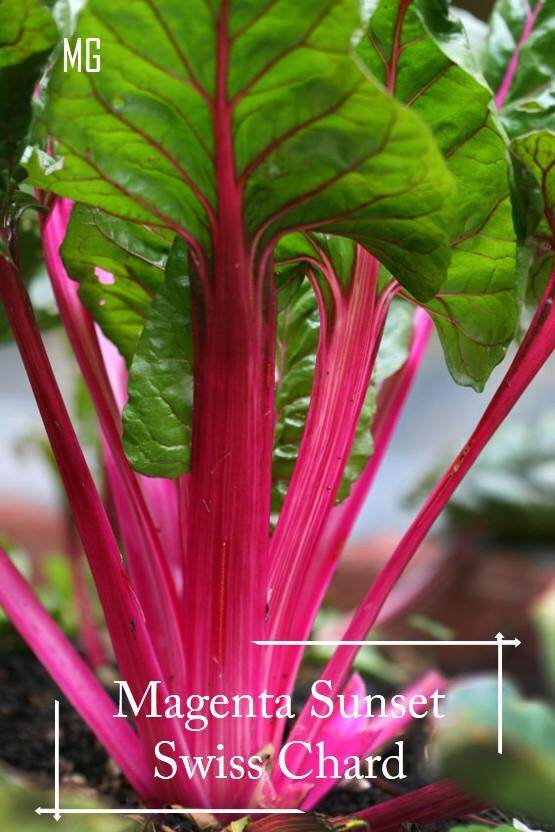 *Easy* Magenta Sunset Swiss Chard Seeds - 30 Seed *Pot Friendly* Tanam ...