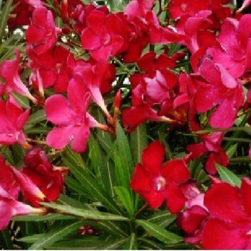 MDC- Anak Pokok Oleander Merah / Nerium Oleander Red Plant / 欧洲夹竹桃 | Lazada