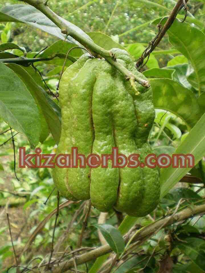 Limau Kuku Harimau Perubatan 1 biji | Lazada