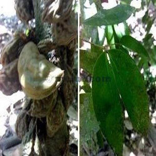MDC- [ Buah ] ANAK POKOK Nam-nam / Cynometra cauliflora sapling / Pokok ...