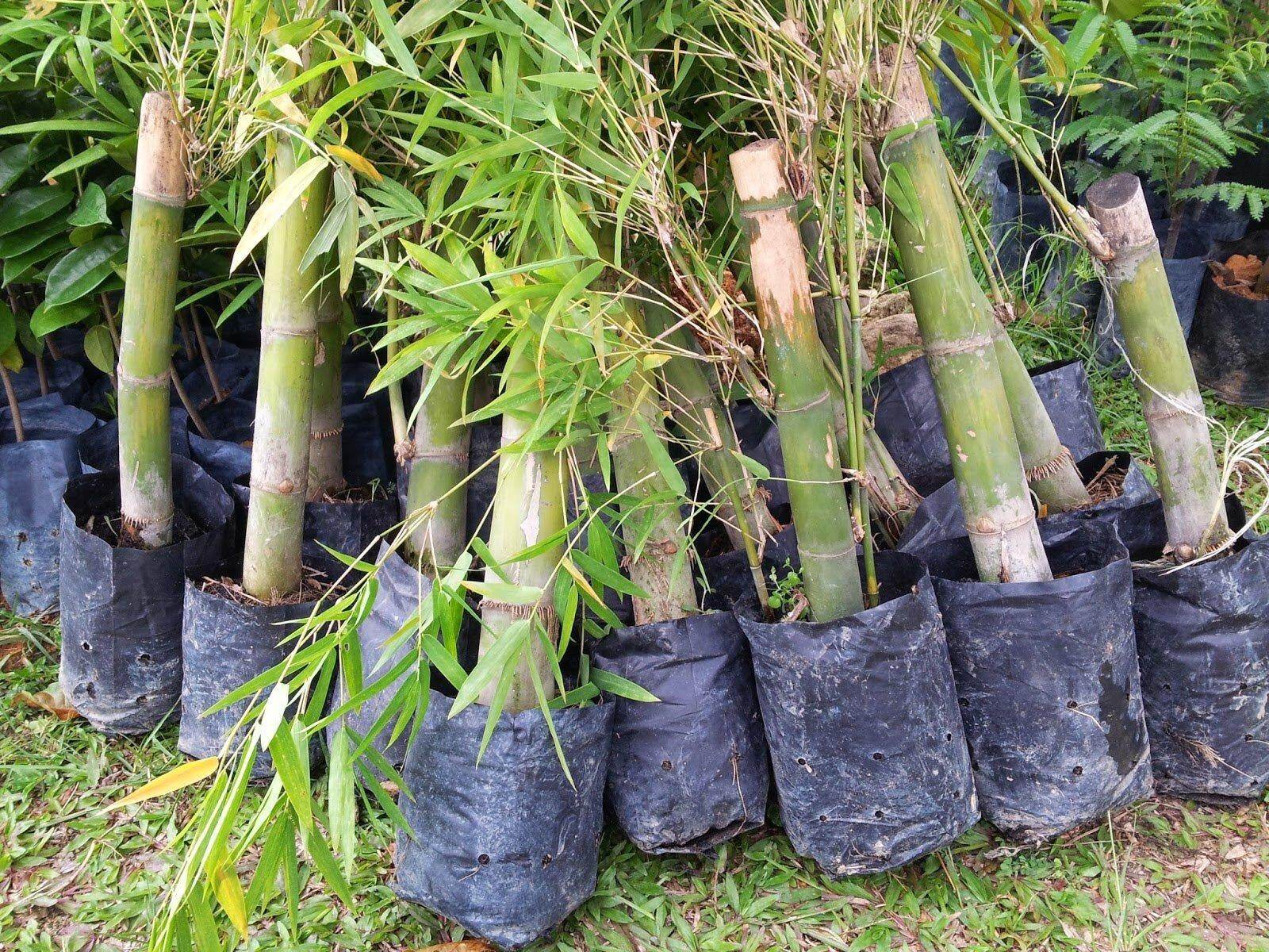 Anak pokok Buluh Rebung Madu | Lazada