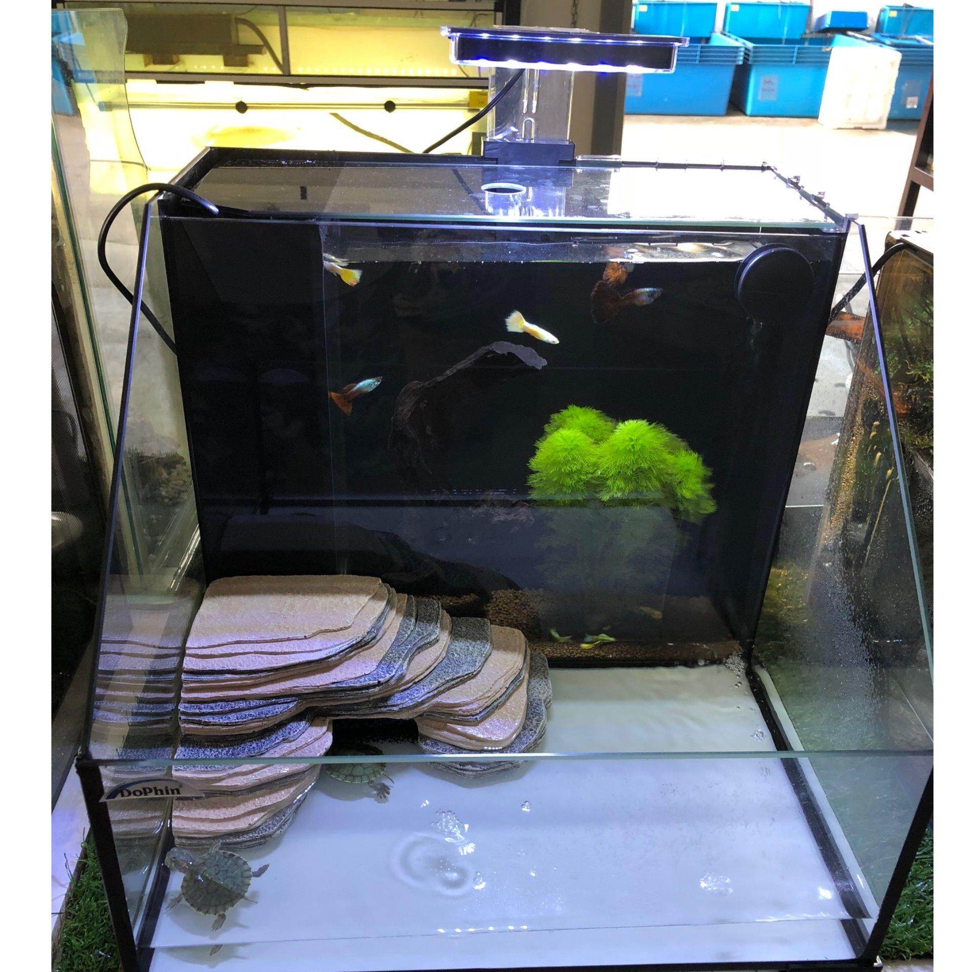 DOPHIN TT809 2 IN 1 Turtle & Fish Glass Tank Unique aquarium kits ...