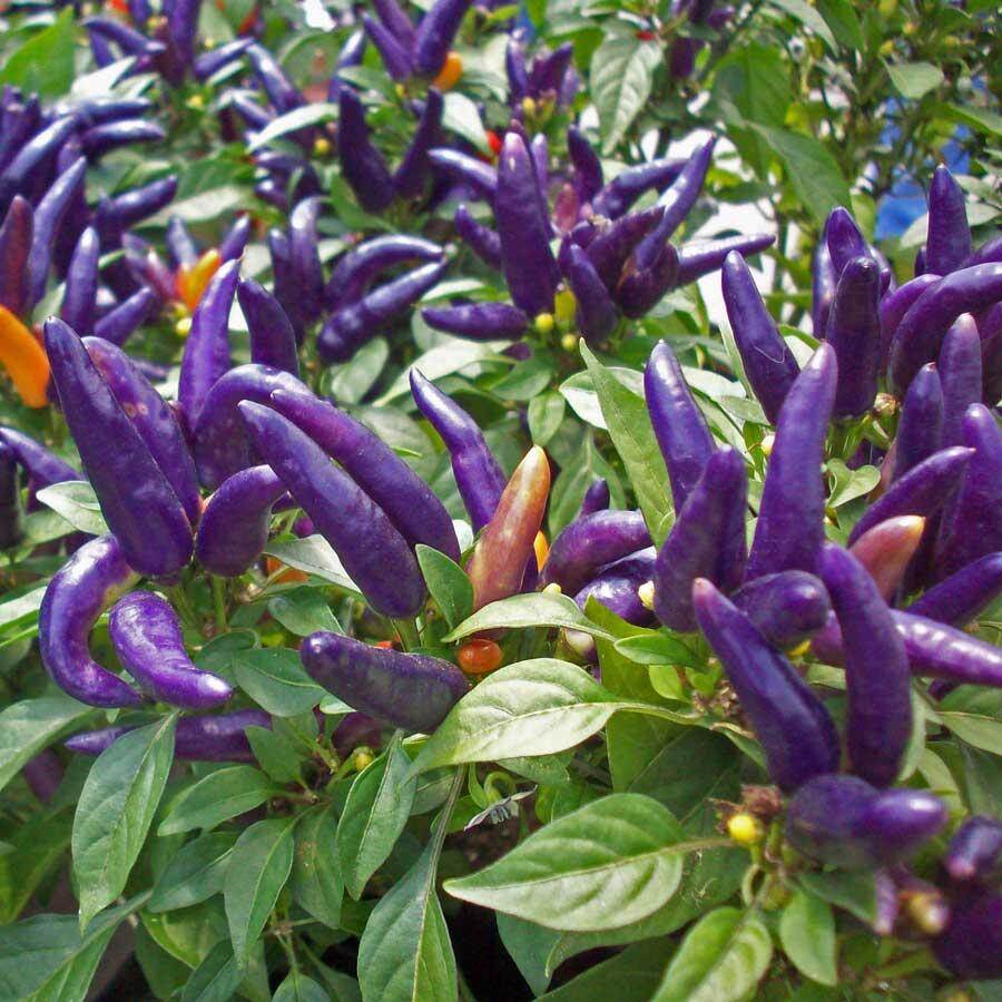 Masquerade Purple Chilli Paddy Bird Eye Pepper Benih Cili Padi - 10 ...
