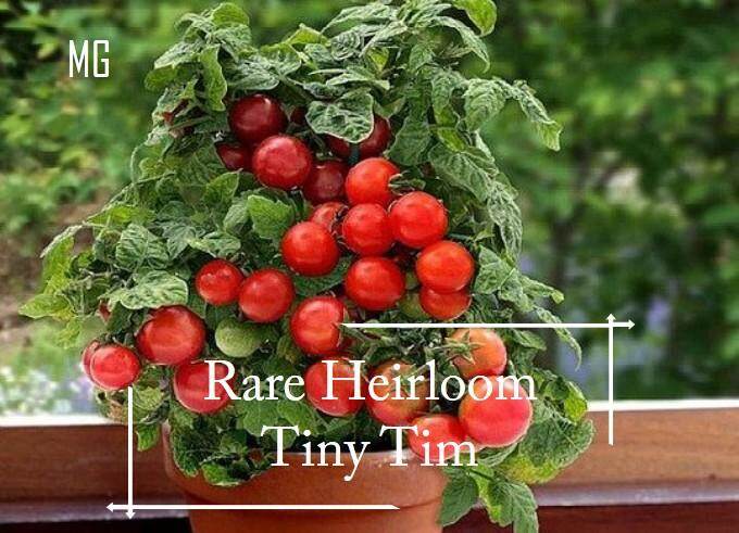 *Super Rare* Heirloom Tiny Tim Red Tomato seeds - 30 seed *Pot Friendly ...