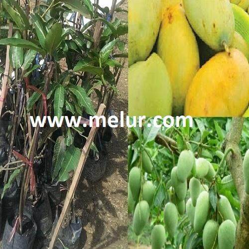 MM- Anak Pokok Mangga Chokanan / Chok Anan / MA 224 (Kahwin) Anak Pokok ...
