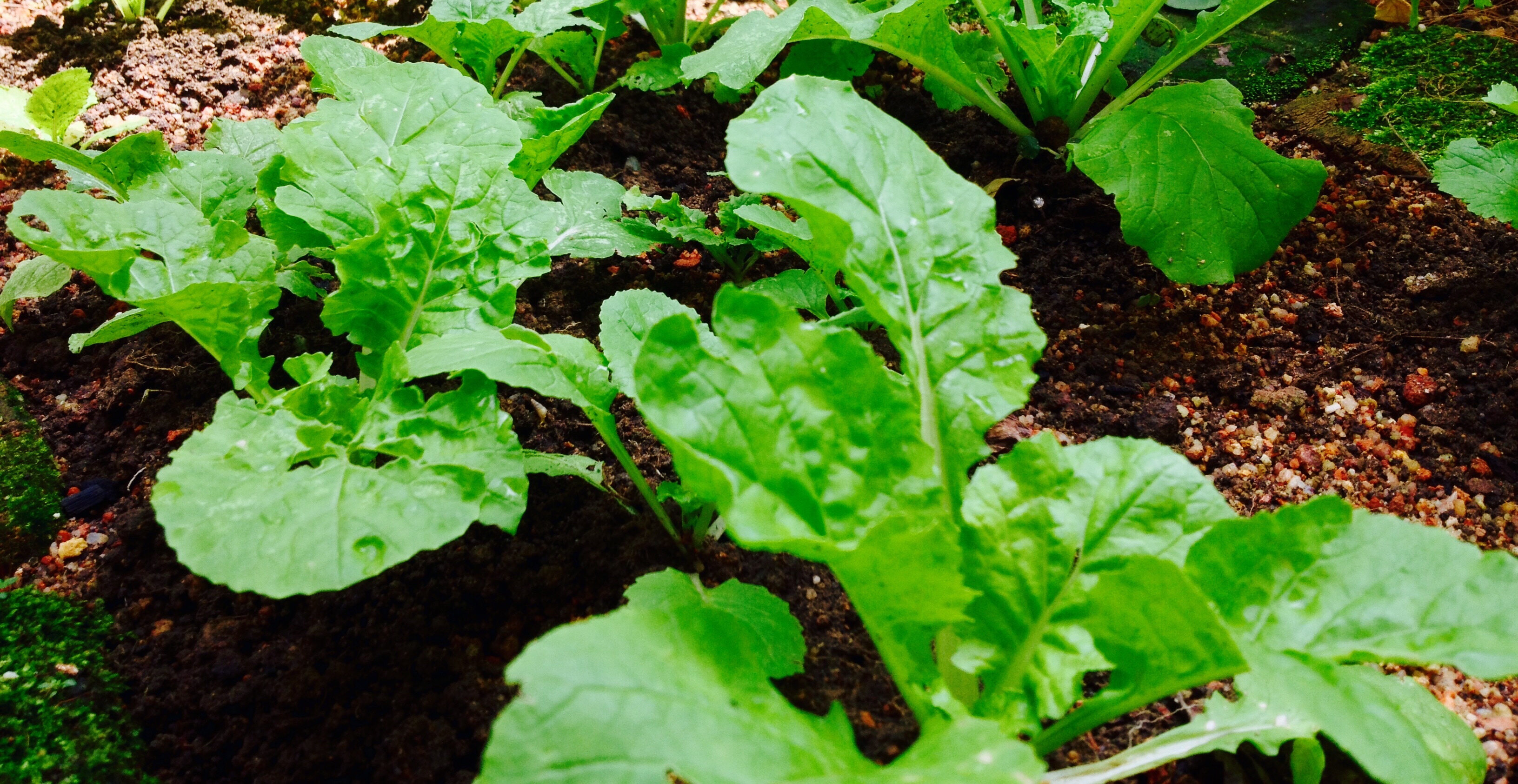 Vegetable Seeds / Kailan Daun Kerinting (50 pcs) | Lazada