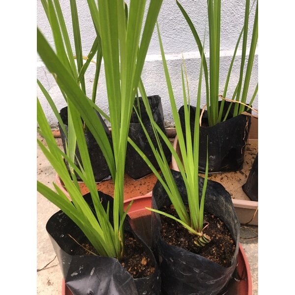 Anak pokok Jerangau Delingo | Lazada