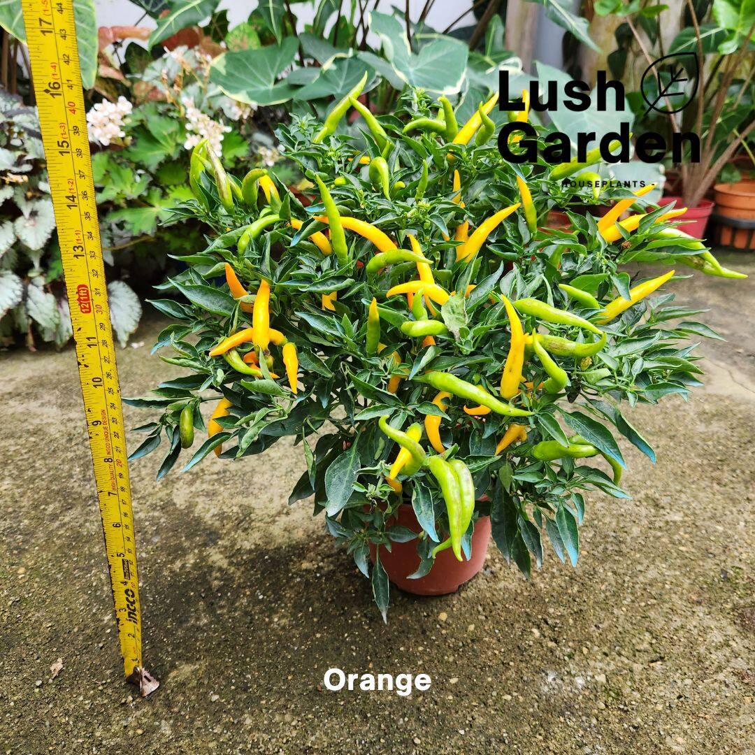 Chili Plant Hot/ Pokok Cili Api 辣椒树 150mm Pot Edible Live Plant ...