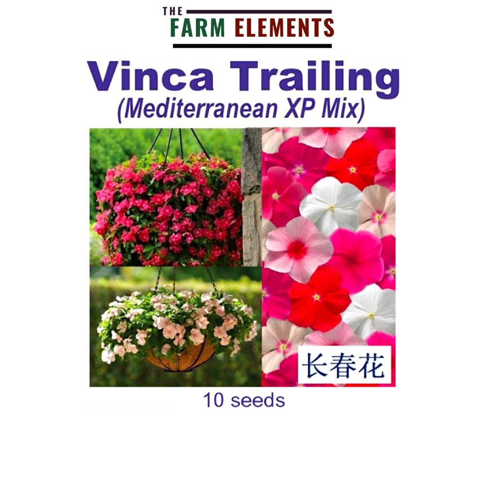 Wellgrow Vinca Trailing Mediterranean XP Mix (10 seeds)Trailing WHT ...