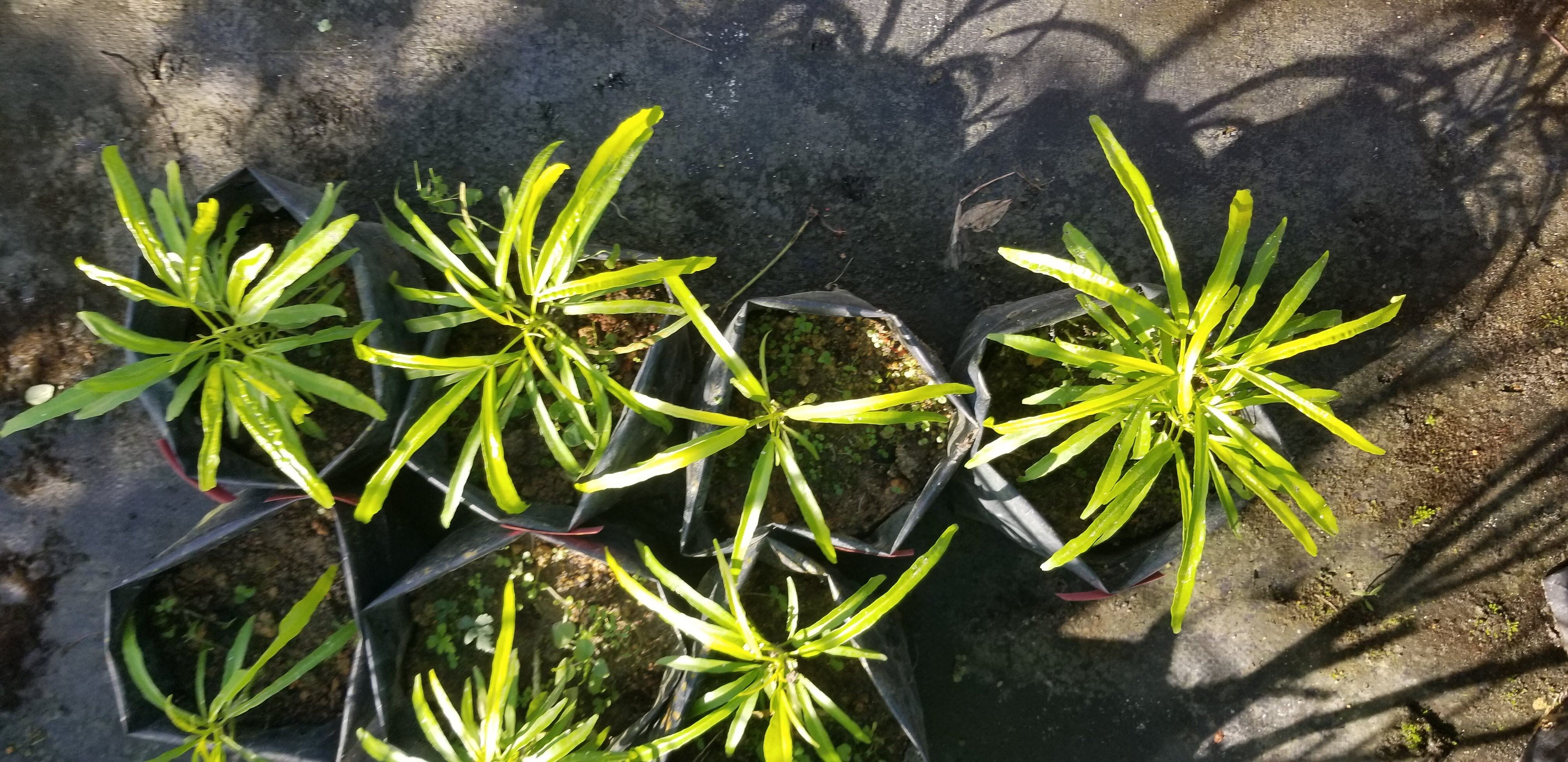 Anak pokok halau nyamuk Zodia (Evodia suaveolens Scheff)/ Zodia ...