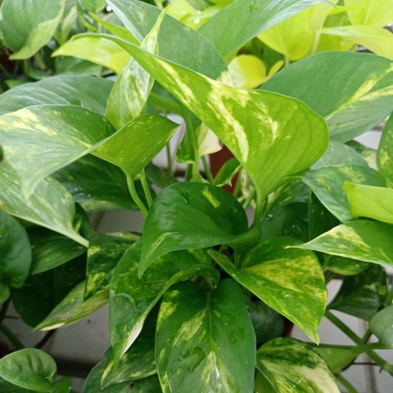 Real @ Live plant Pothos / Money plant | Lazada