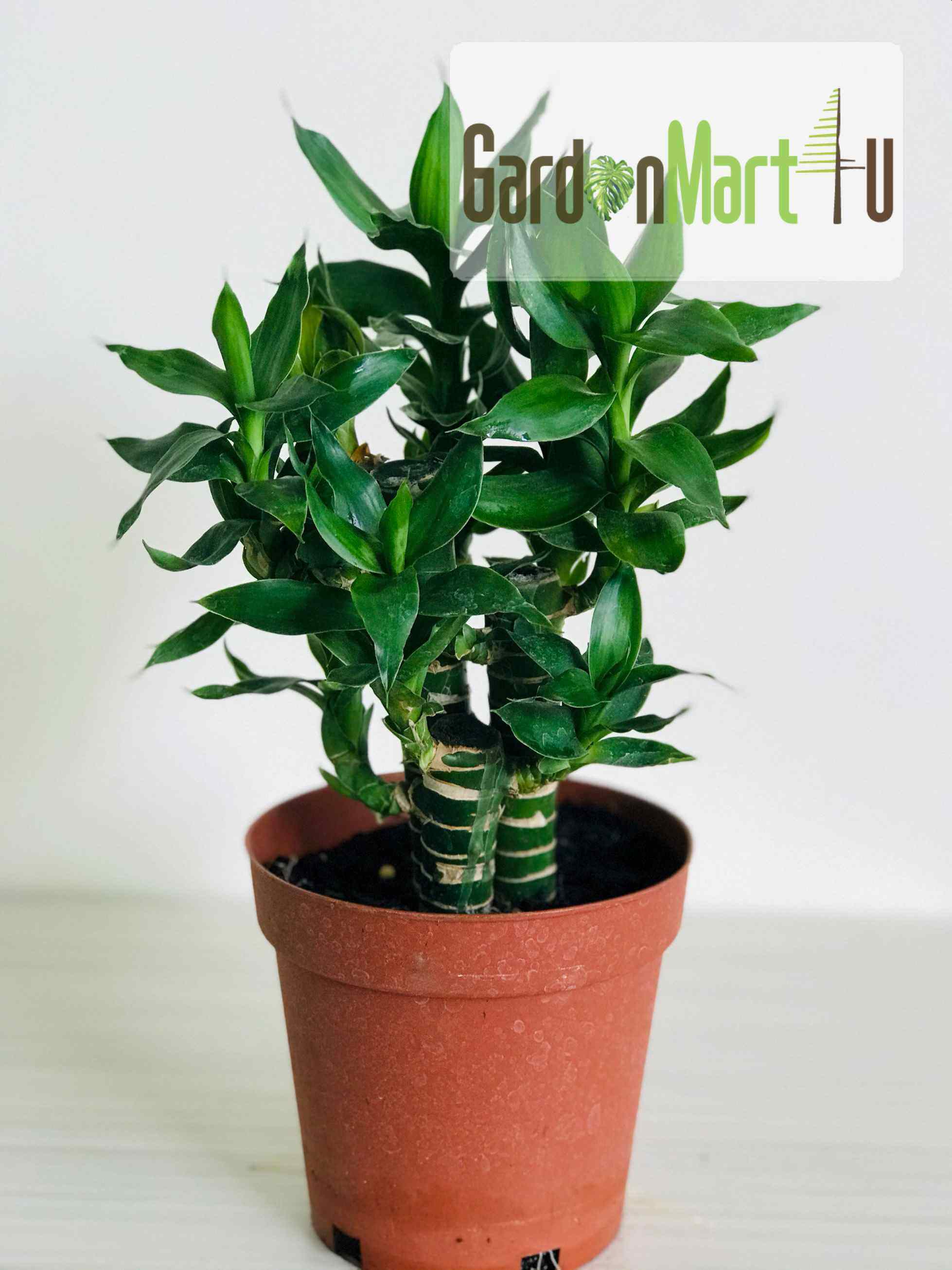 Lotus Bamboo Live Plant Pokok Daun Buluh 富貴竹 观音竹 | Lazada