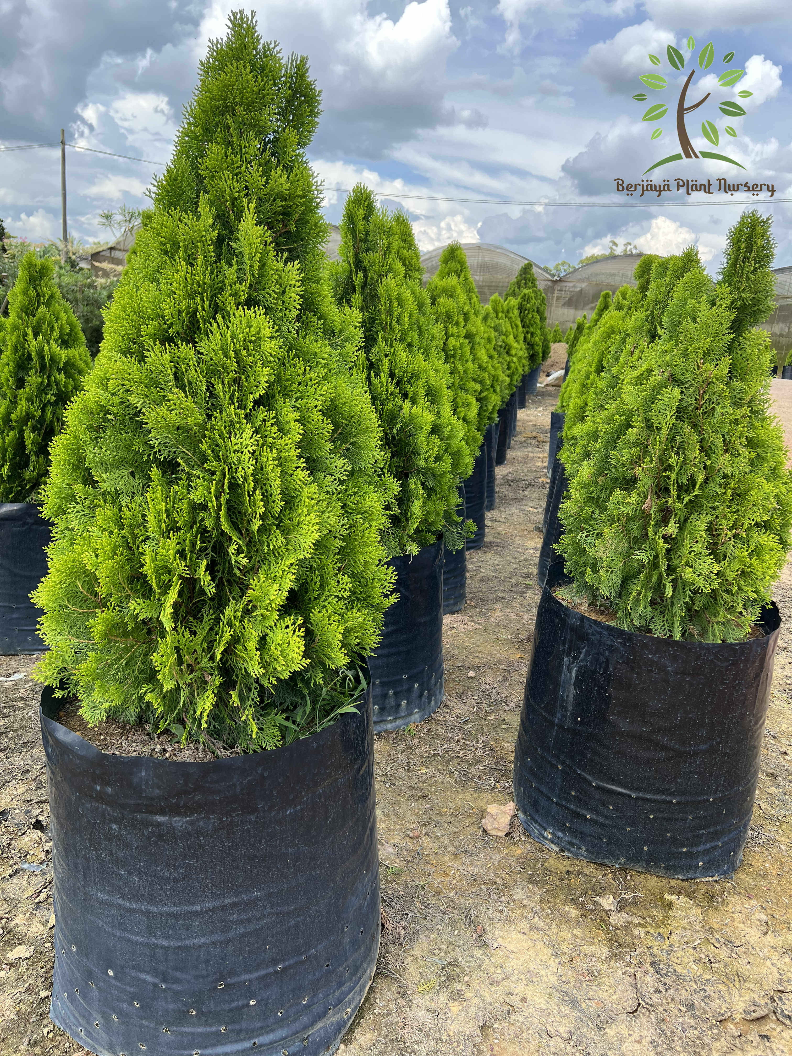 Berjaya Plant Nursery - Pokok Thuja Pine/Platycladus Orientalis(Pokok ...