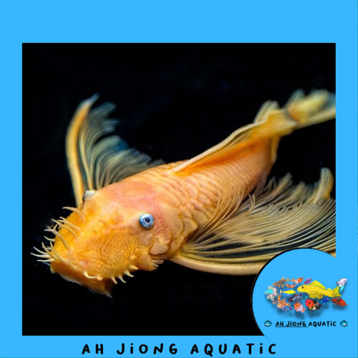 [Ah Jiong Aquatic]—— L144 Red/Blue Eyed Longfin Pleco | Lazada
