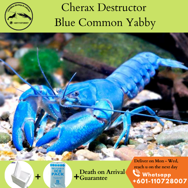 Cherax Destructor - Blue Common Yabby | Lazada