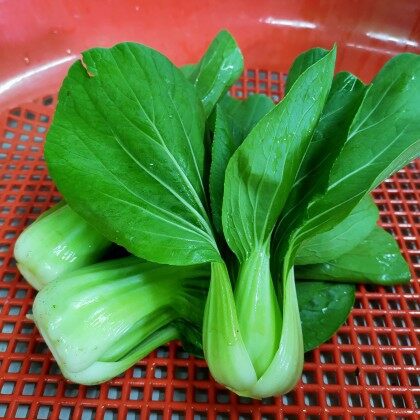 Biji Benih Sawi Kecil Pak Choi Taiwan / Pak Choy (It's a seed, not a ...