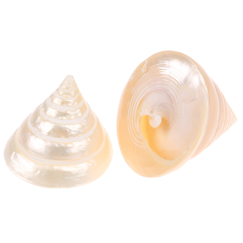 WXGR 5-6cm Natural Conch Shells Luminous Tower Snail Pearl Tower Snail ...