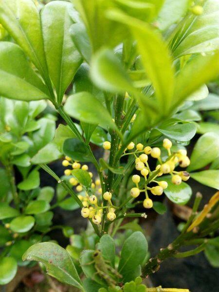 Pokok bunga wangi telur belangkas / aglaia odorata / chinese perfume ...