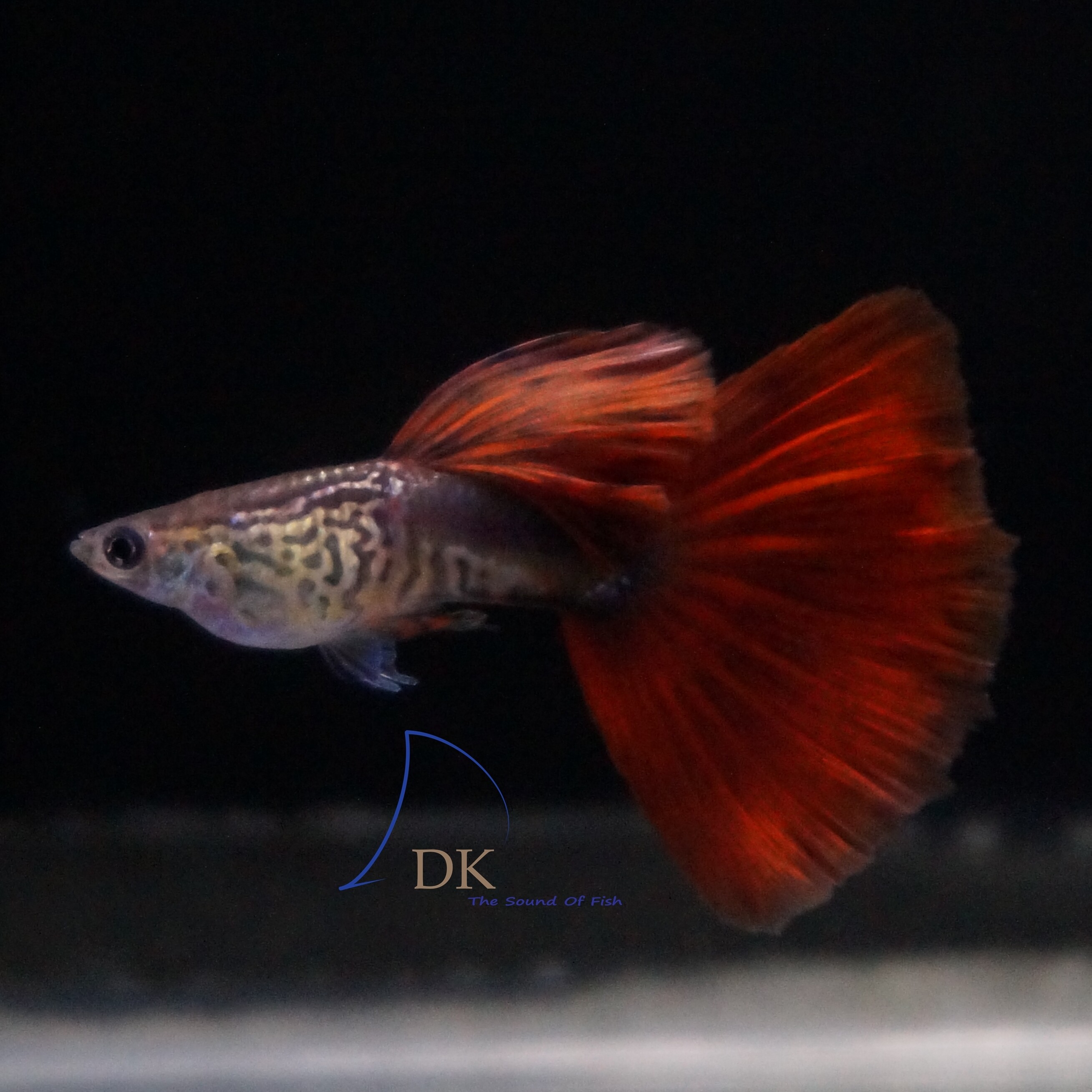 Snake Skin Red Tail (albino gene) guppy fish pure strain, ships in a ...