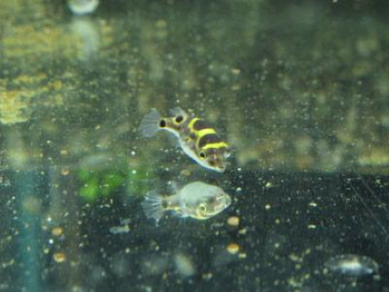 🔥🔥🔥Figure Eight Puffer / Eyespot Puffer from HK AquaTech - 八字娃娃 / 双斑鲀🔥🔥 ...