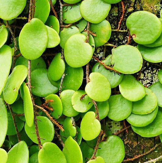 Pokok Duit Duit | Lazada