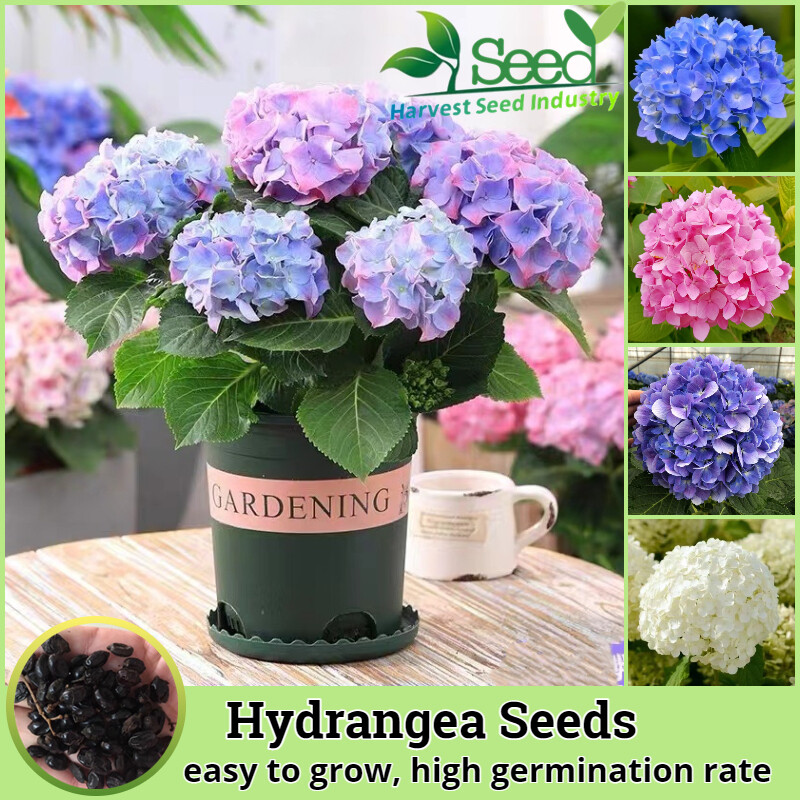 [Ready Stock] Mixed Color Hydrangea Seeds for Planting (50 seeds/pack ...