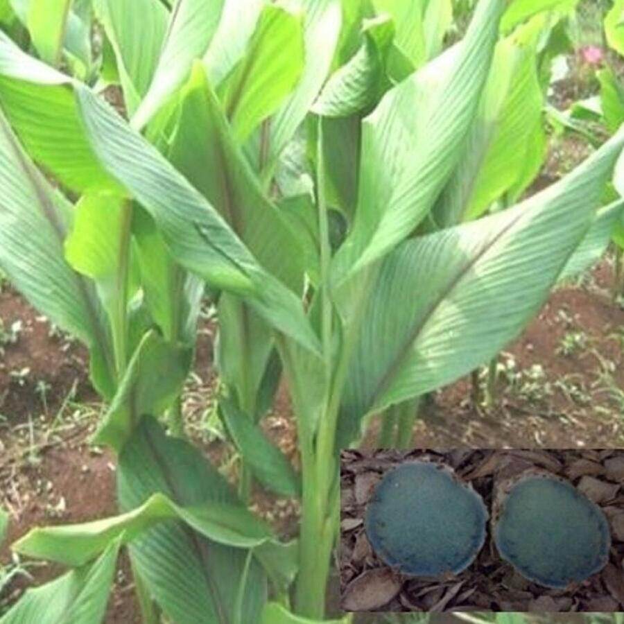 Pokok kunyit hidup kuning | Lazada