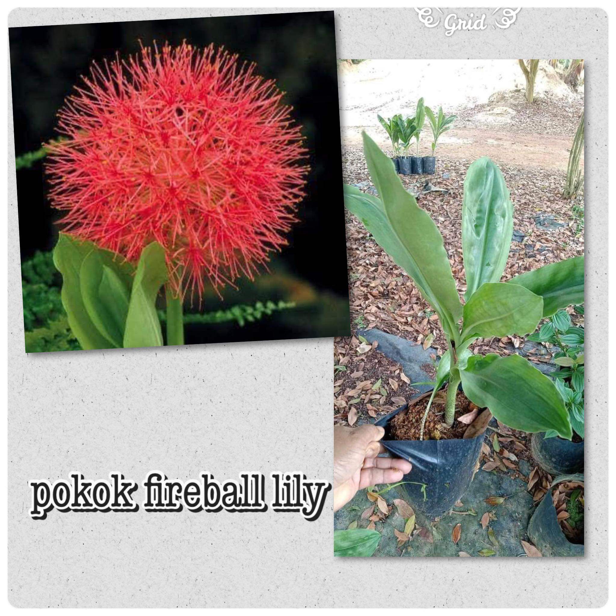 Bebawang / bulb pokok bunga amazon lily, fireball lily, amaryllis ...