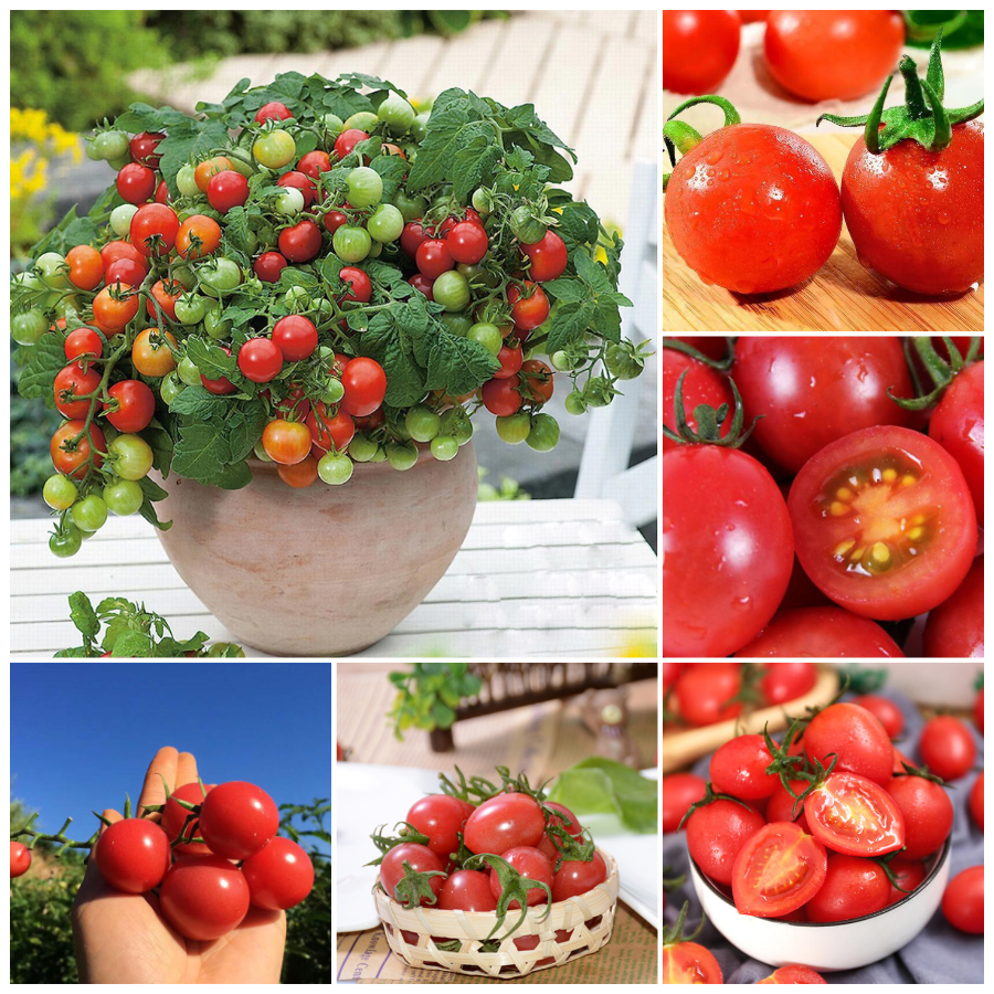 Big Sale!100% Original Cherry Tomato Seeds Contains 50 High Quality ...