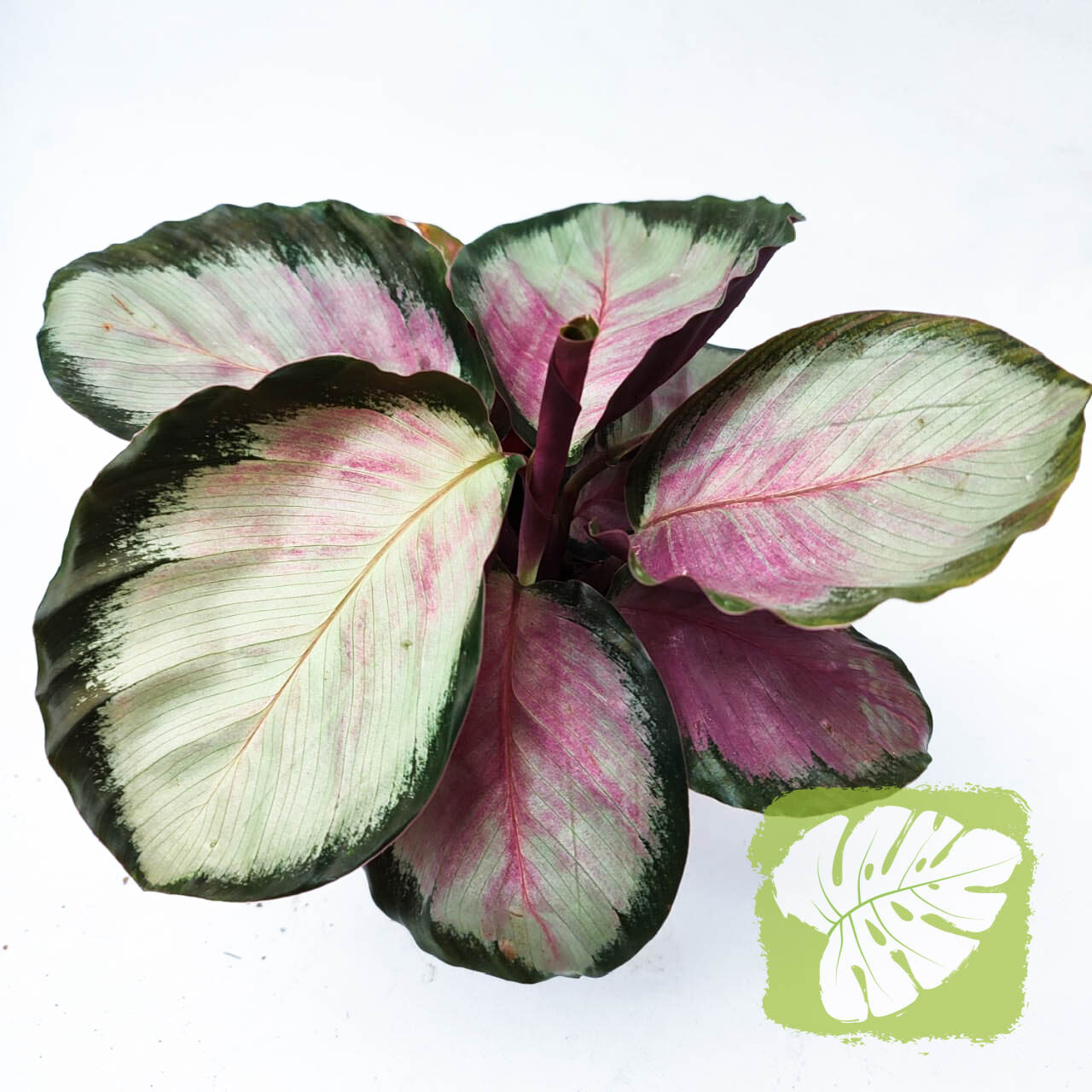 Calathea Rosey Roseopicta IOB | Lazada