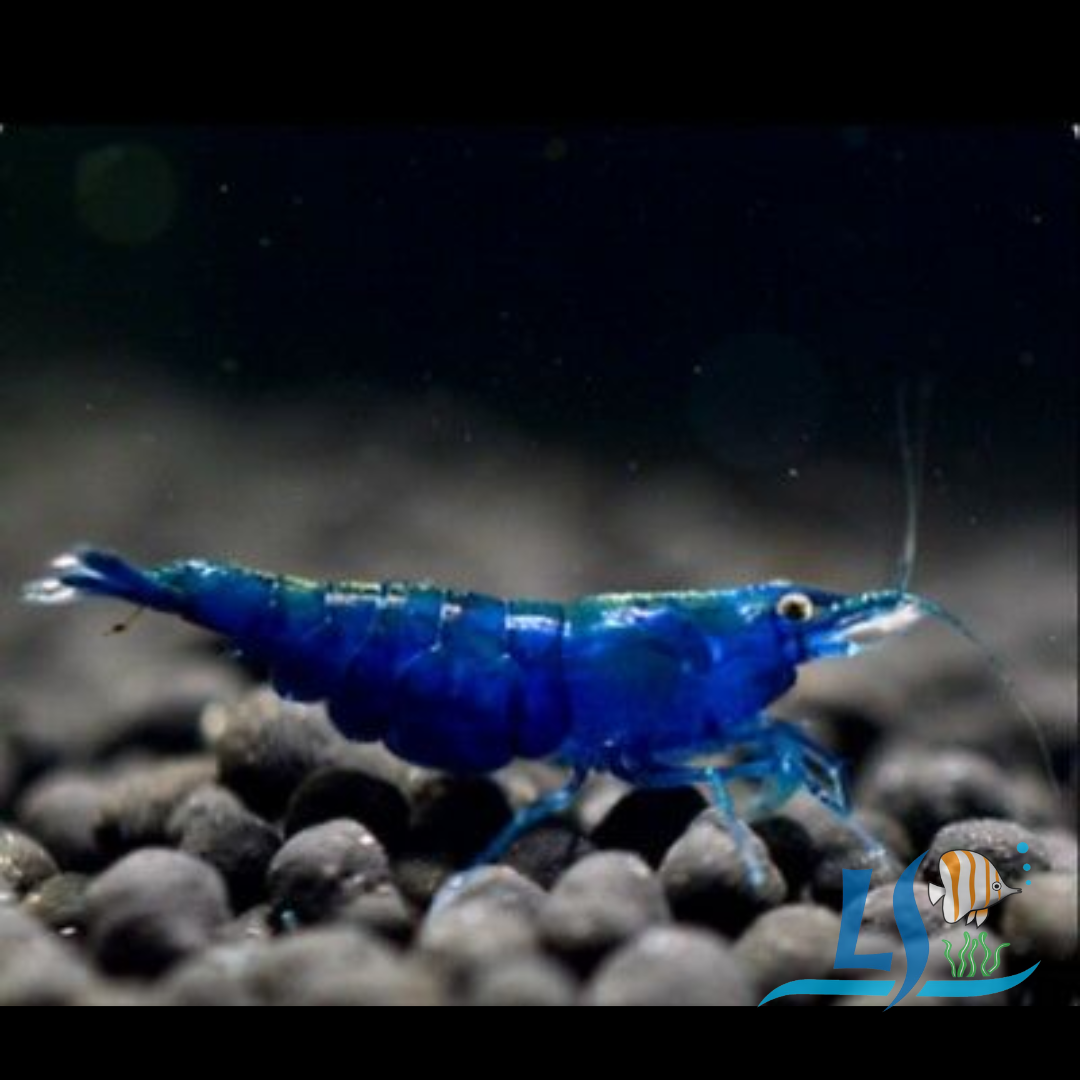 Blue diamond shrimp neocaridina sp 5 piece by LS Group | Lazada
