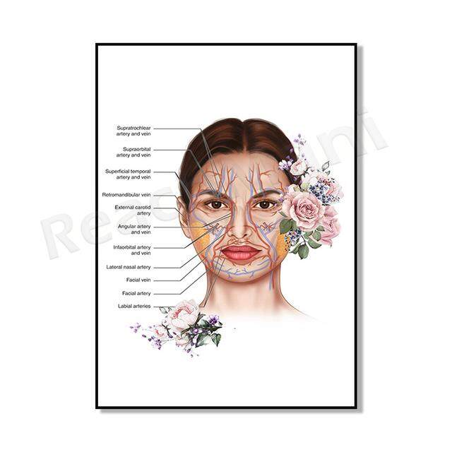 Dermal filler poster facial anatomy poster botox poster lip filler ...