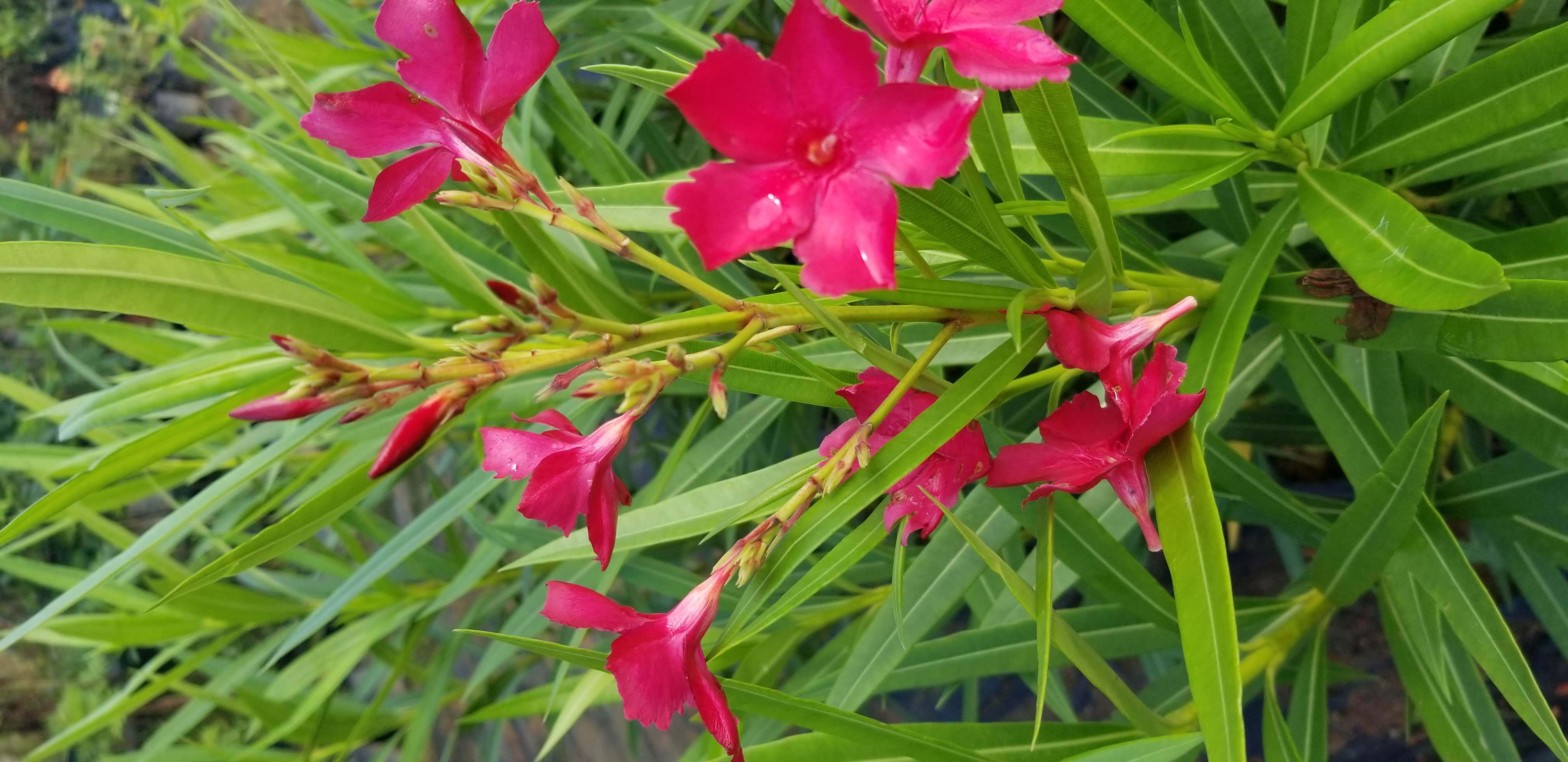 MM- Anak Pokok Oleander Merah / Nerium Oleander Red Plant / 欧洲夹竹桃 Anak ...