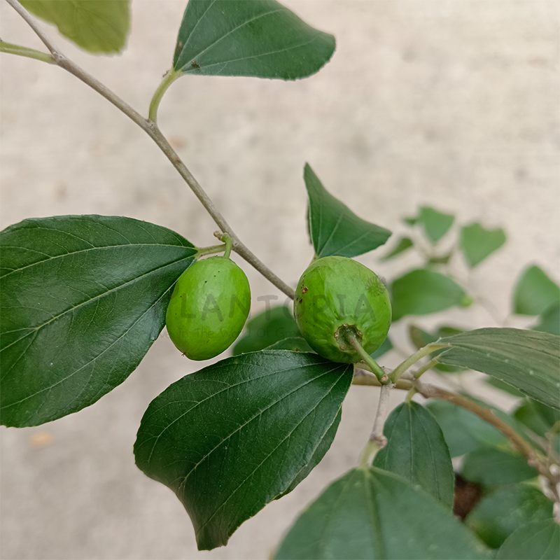 [Plantopia] Pokok Bidara Apple 苹果枣 | Fruiting Plant | 水果植物 | Pokok ...