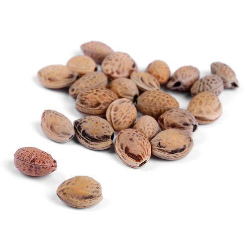 1PCS Rare Japanese Sakura Seeds Cherry Blossom Seeds #SH012 | Lazada