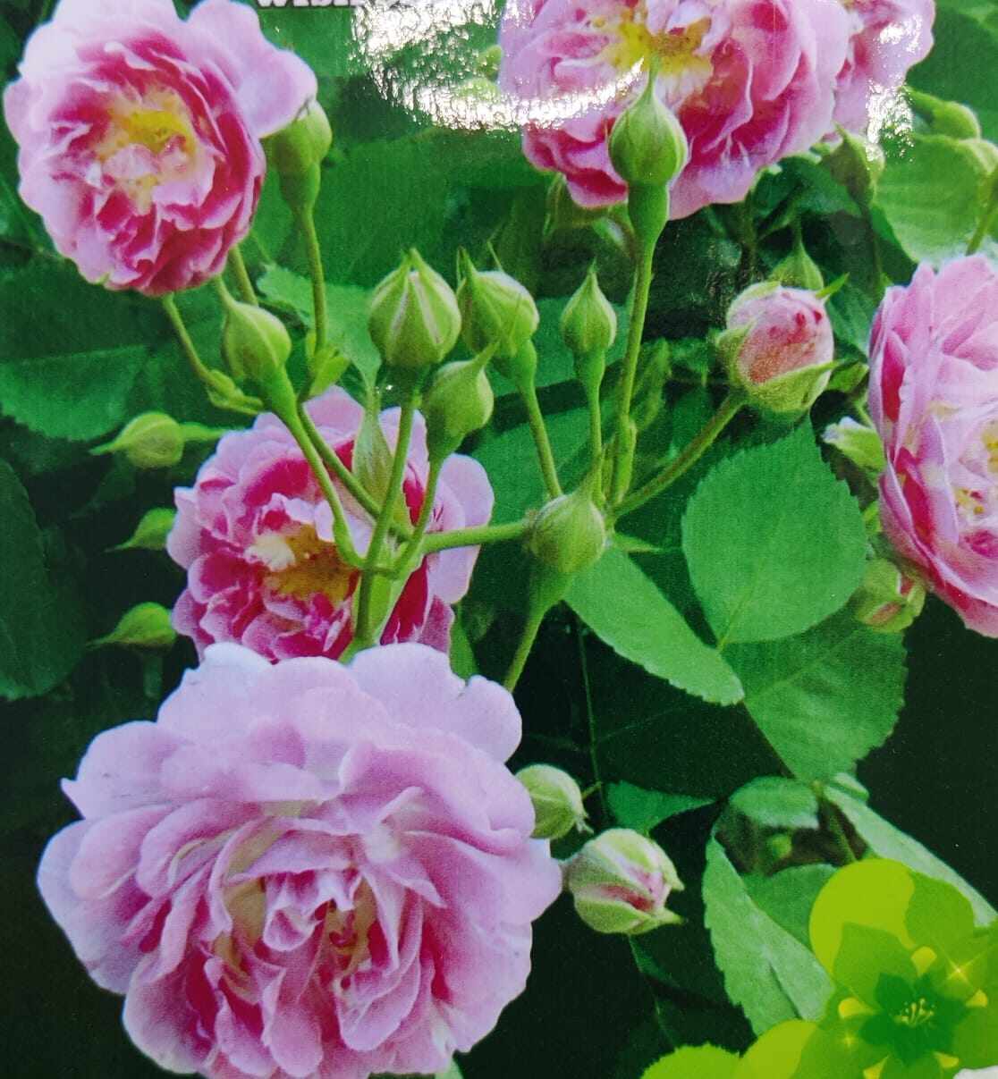 Pelbagai Benih Ros Merah Jambu Pink Red Rose Seed Flower Seeds ...