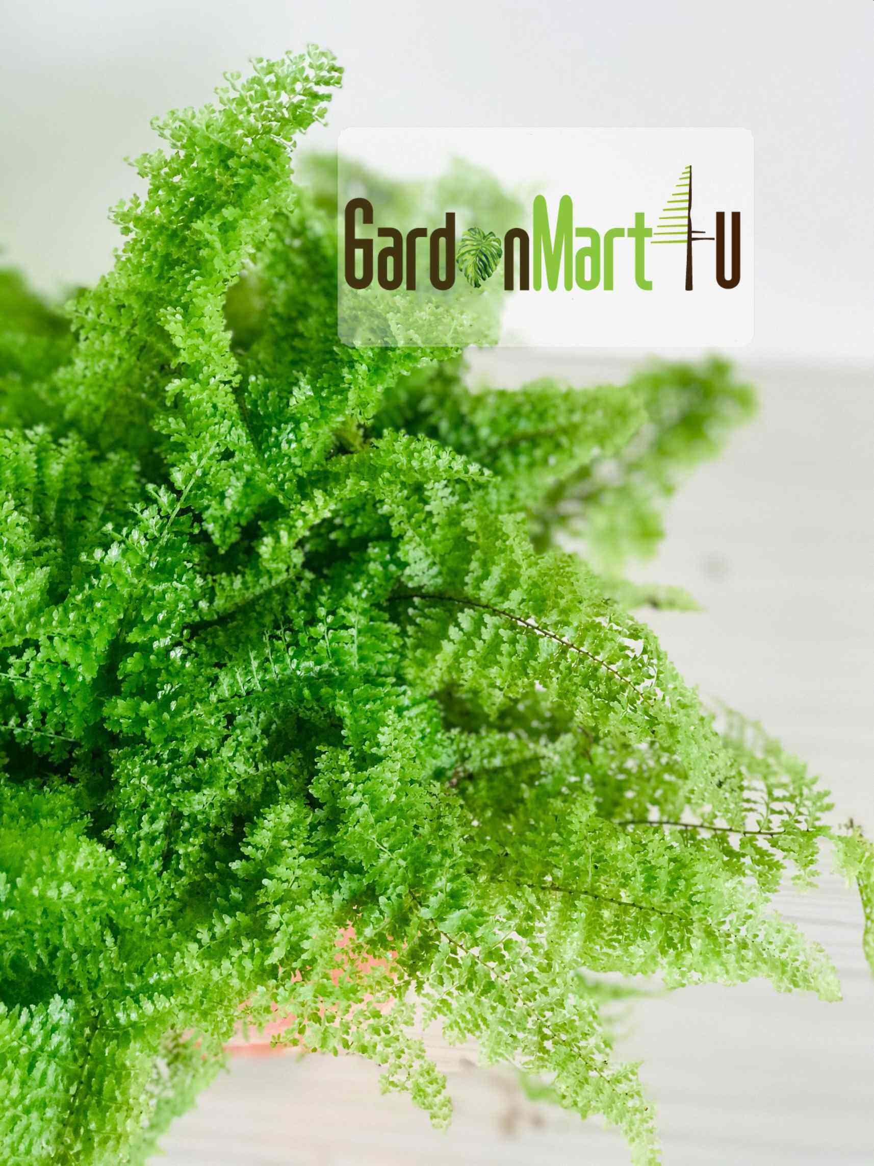 GardenMart4U Ruffle Fern Nephrolepis Exaltata Live Plant Pokok Indoor ...