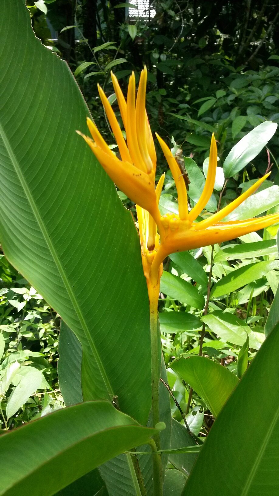 MM- Yellow Heliconia Live Plant / Pokok Heliconia Bunga Kuning / Pokok ...