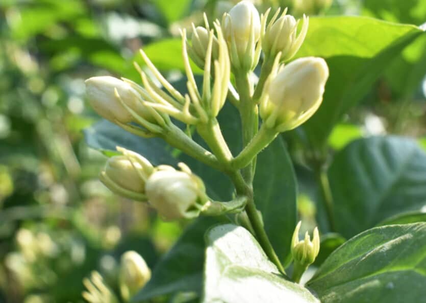 LIVE PLANT-MALIGAI POO /POKOK BUNGA MELUR /JASMINE FLOWER | Lazada