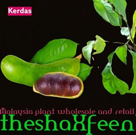 【GW】Pokok kerdas genuak theshaxfeen | Lazada