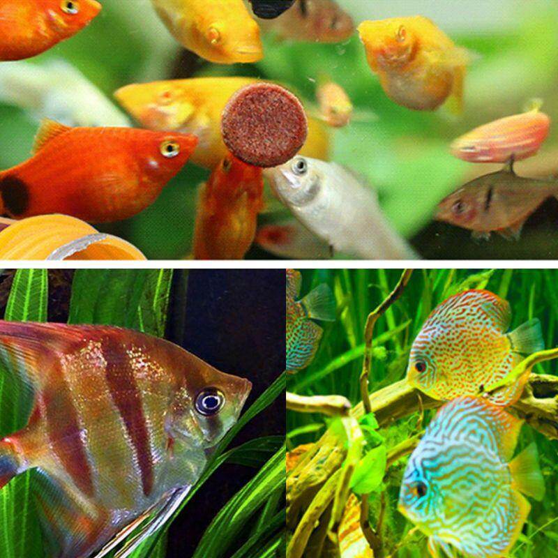 Spirulina Tropical Guppies Fish Feed Aquarium Benthic Ornamental Fishes ...