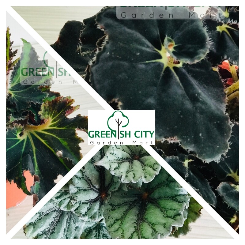 GardenMart4U Begonia Rex Black Beauty Plant Pokok Resam Batu 秋海棠属 | Lazada