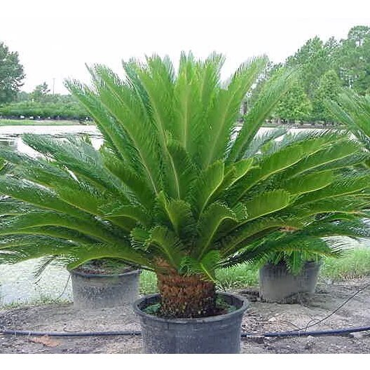 Cycas revoluta 蘇鐵 鐵樹 sago palm pokok hidup hiasan rumah dalaman live ...