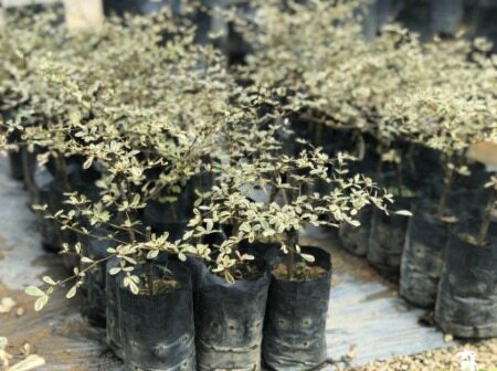 Anak Pokok Bucida putih / busida putih / pokok doa / pokok tadah langit ...